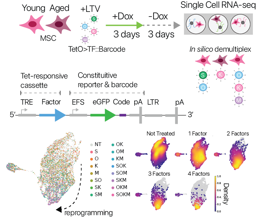 Murine aging cell atlas | Calico research